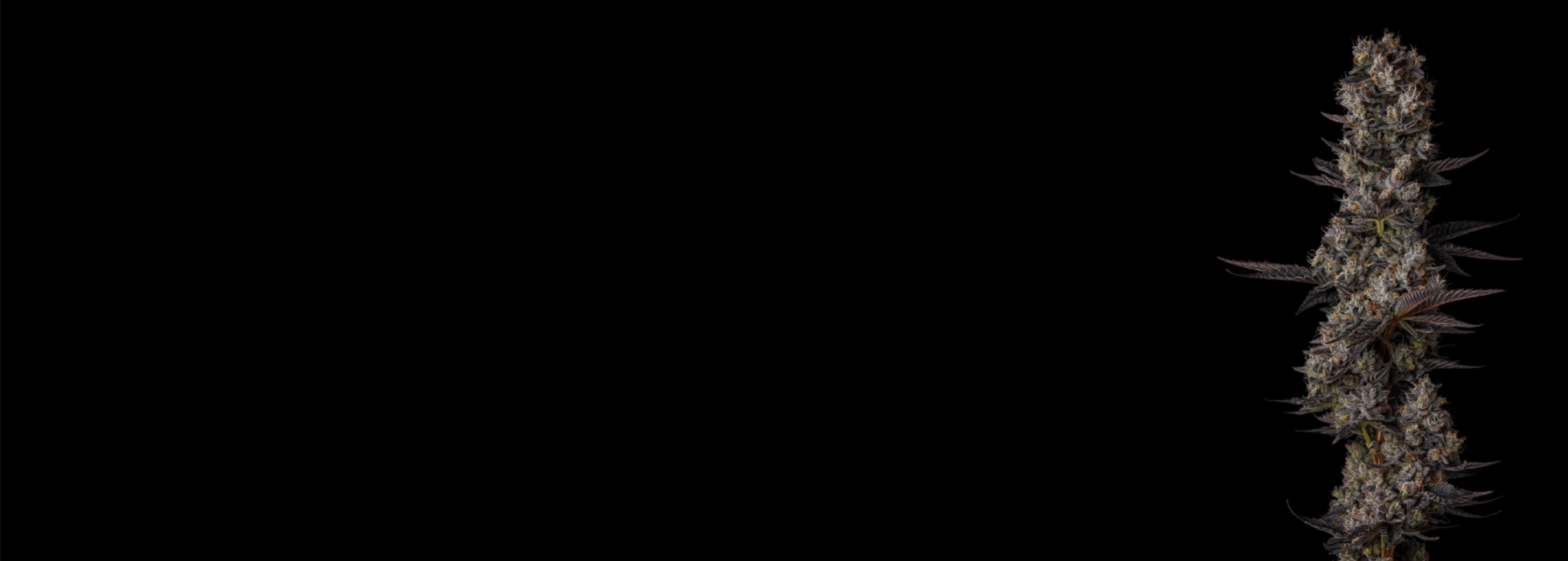 Home - Standard Wellness